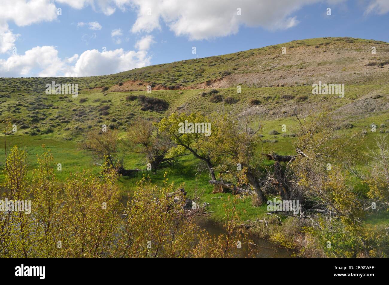 Native prairie grass hi-res stock photography and images - Alamy