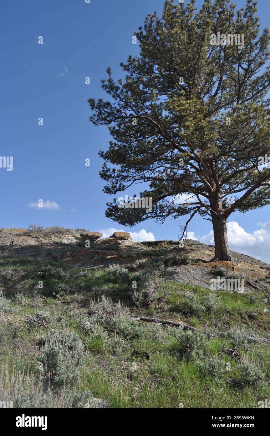 Sage tree hi-res stock photography and images - Alamy