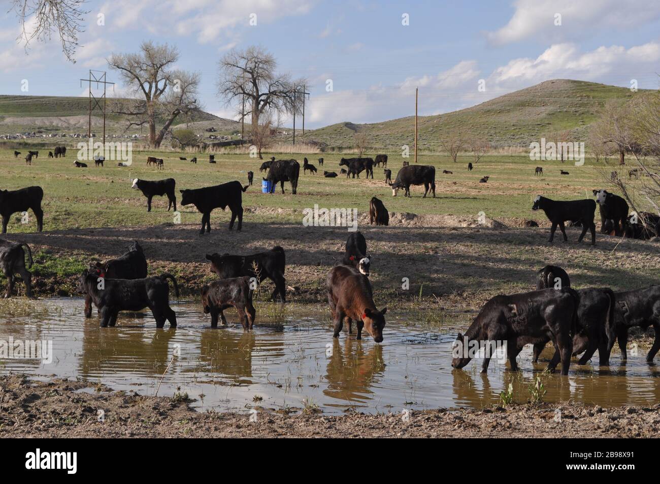 the watering hole Stock Photo - Alamy