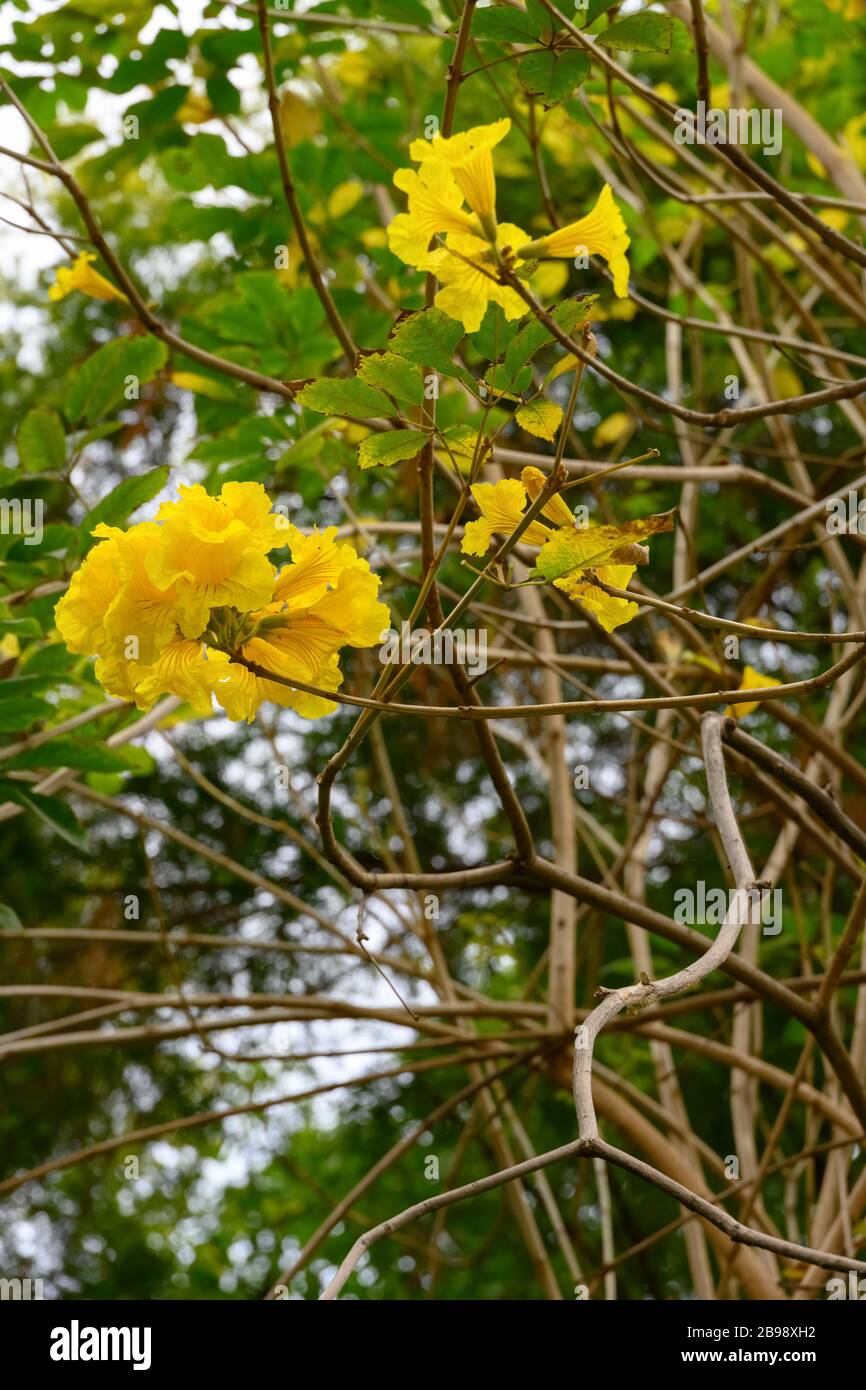 Araguaney flower hi-res stock photography and images - Alamy
