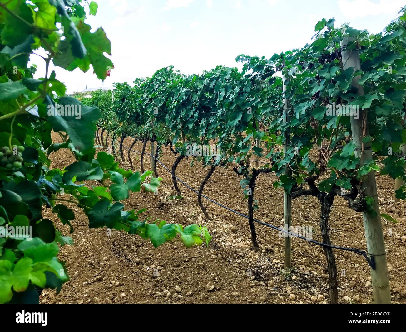 Grapevine, bushes growing on ground in vineyard. Studio Photo Stock ...