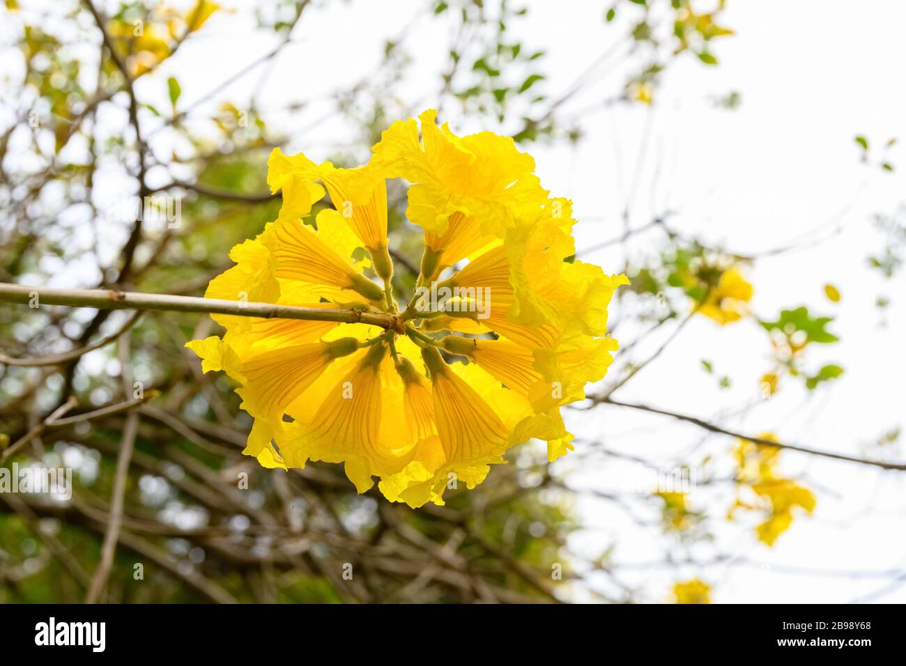 blooming Guayacan or Handroanthus chrysanthus or Golden Bell Tree Stock ...