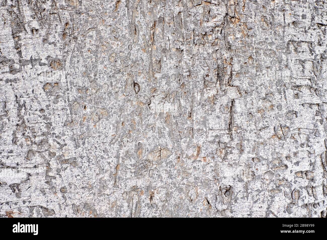 Weathered and aged tree bark texture, natural material, packaging ...