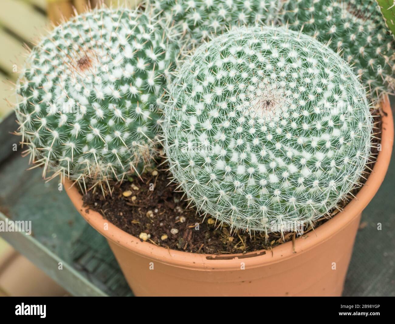 plant cactus ball notocactus in a por closeup view Stock Photo - Alamy