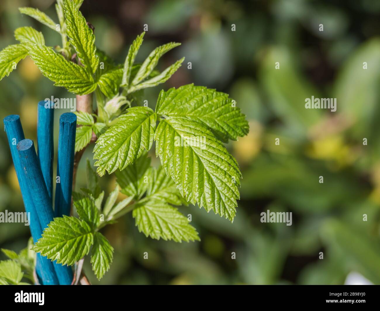 plant raspberry closeup view leaves with sunlight rubus idaeus Stock ...