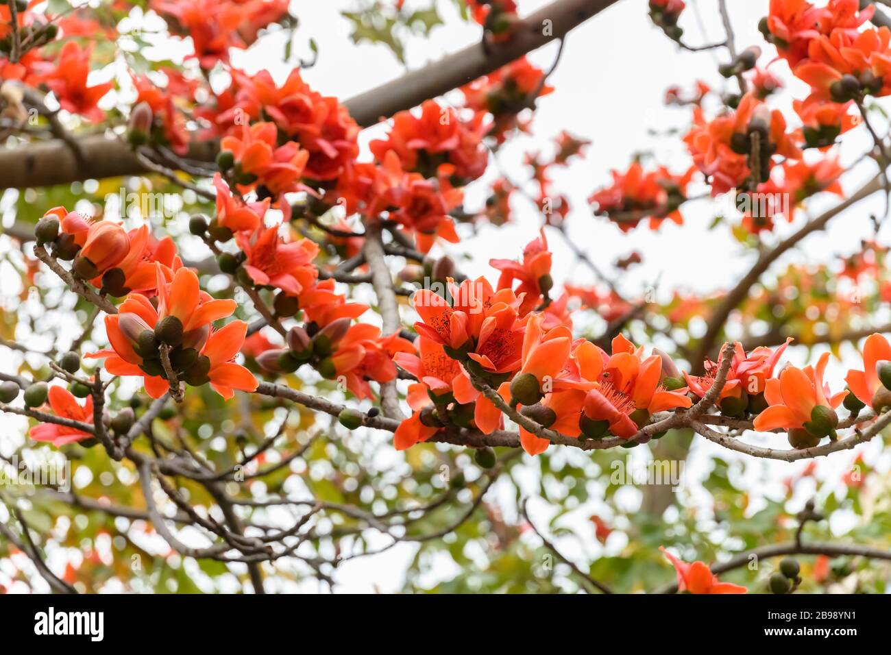 Bombax ceiba flower hi-res stock photography and images - Alamy