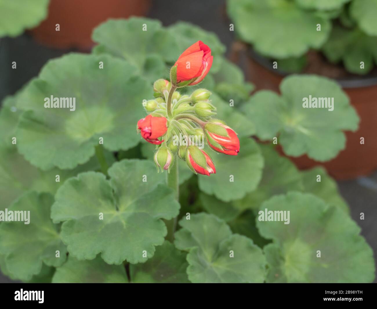 geranium plant with red buds blooming Stock Photo - Alamy