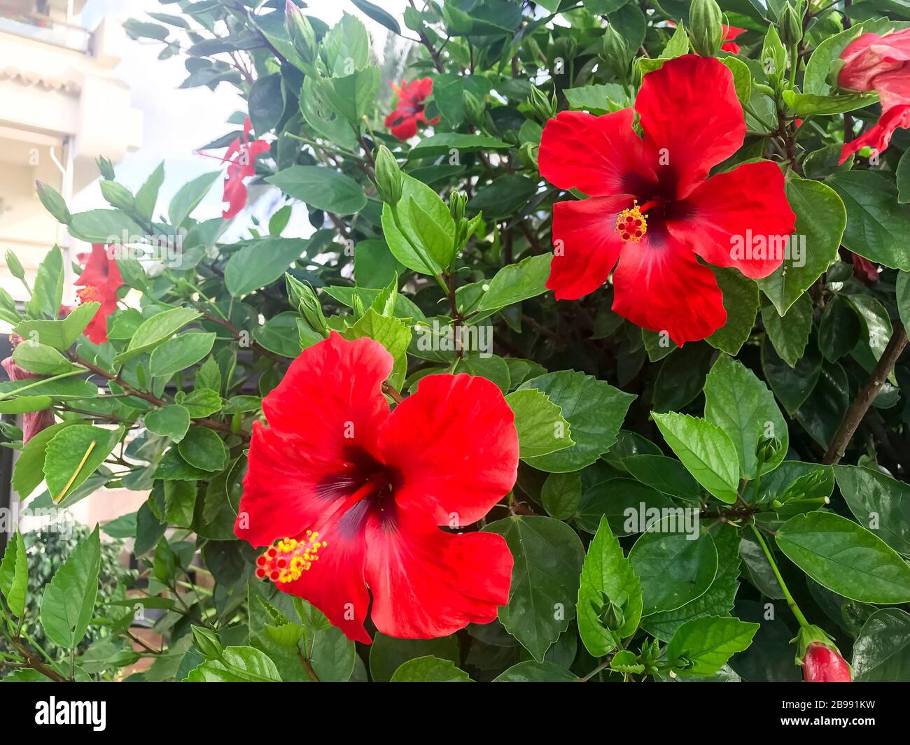 Large flowering bush Hibiscus syriacus with red flowers. Studio Photo ...