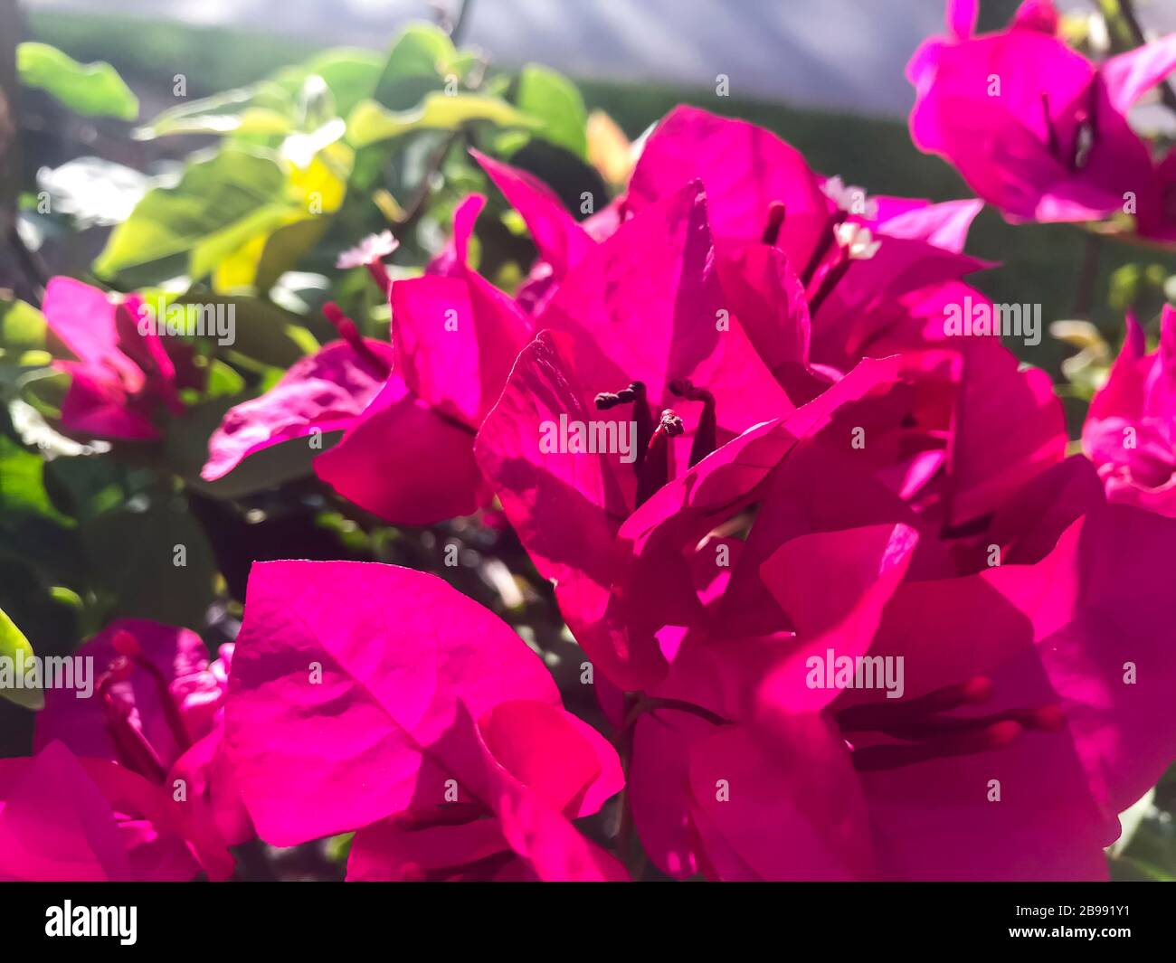 Large flowering bush Hibiscus syriacus with red flowers. Studio Photo ...