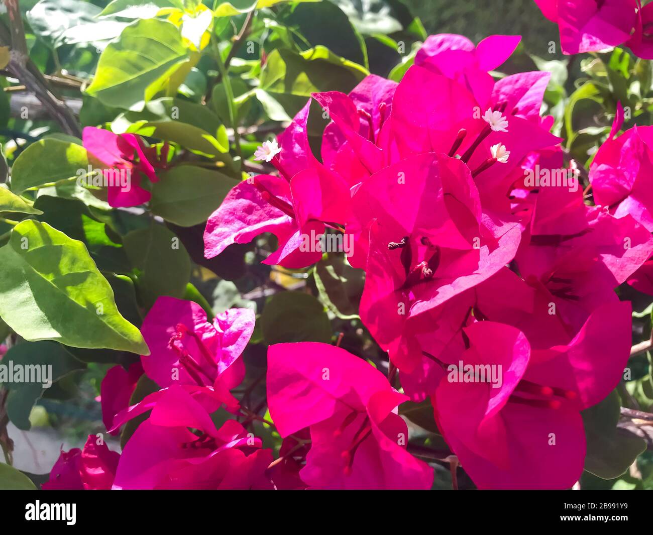 Large flowering bush Hibiscus syriacus with red flowers. Studio Photo ...