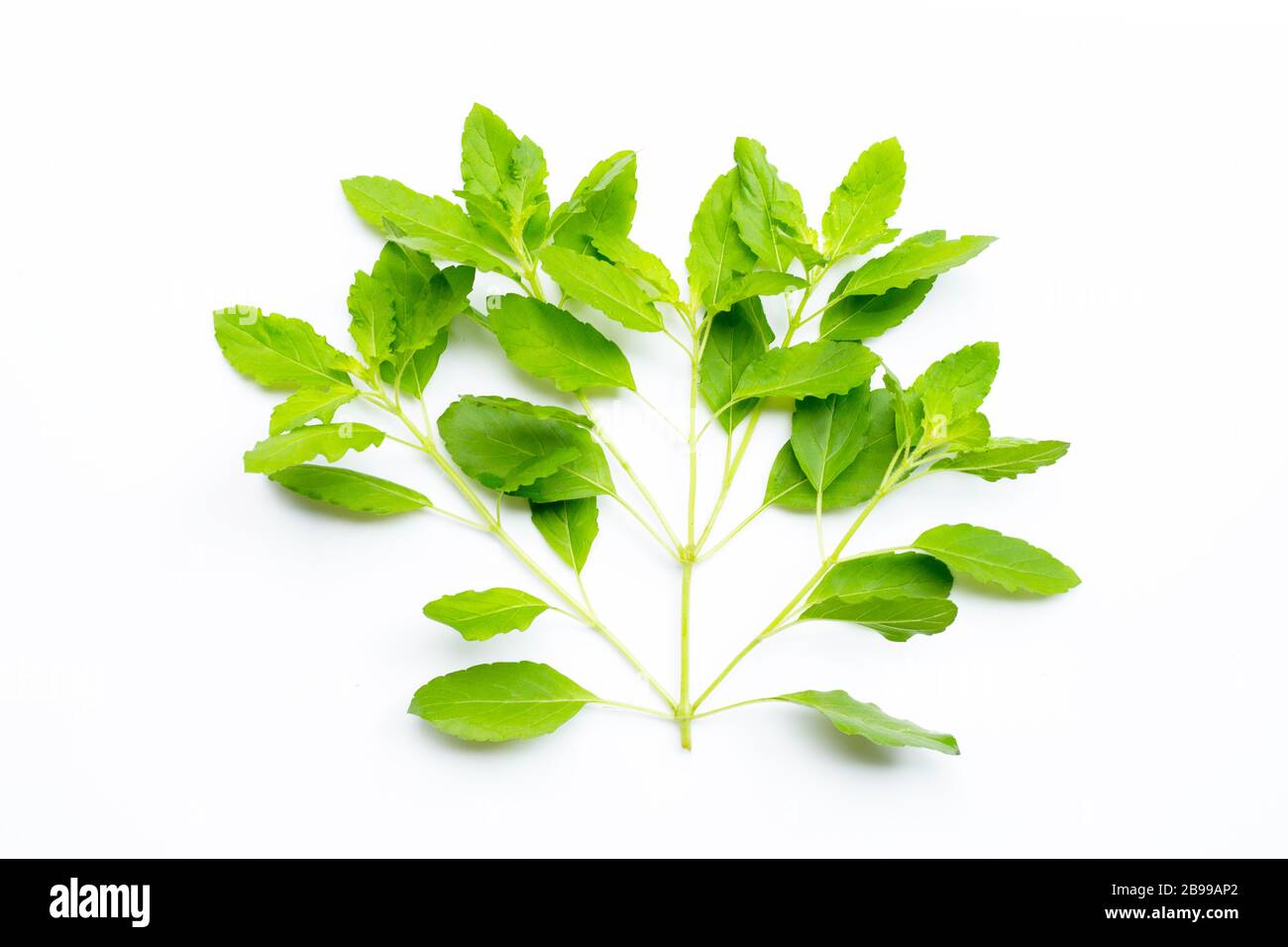 Fresh holy basil leaves, Over bright white background. Top view Stock ...