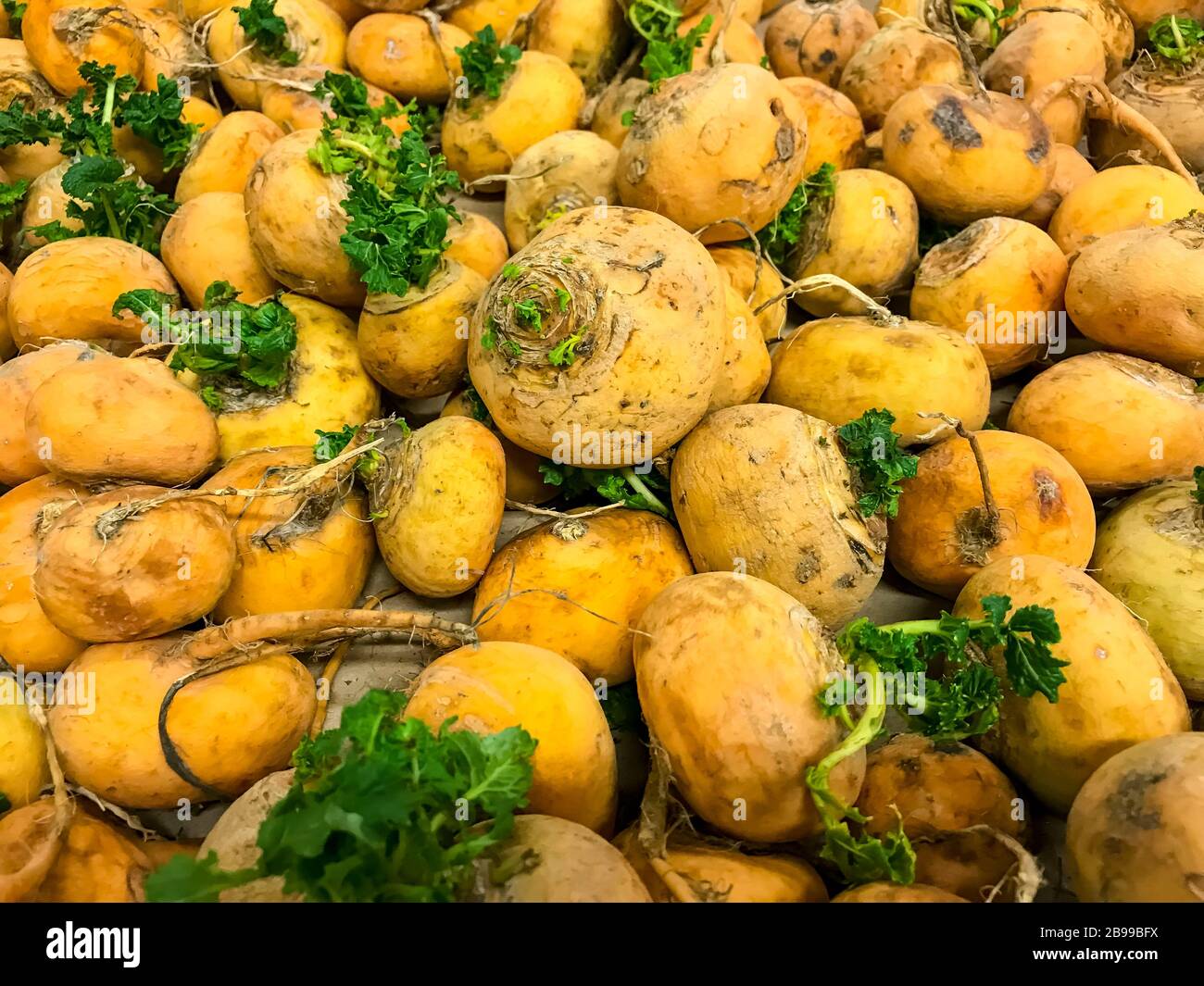 Round yellow radish fruits, farm natural vegetables without genetically ...