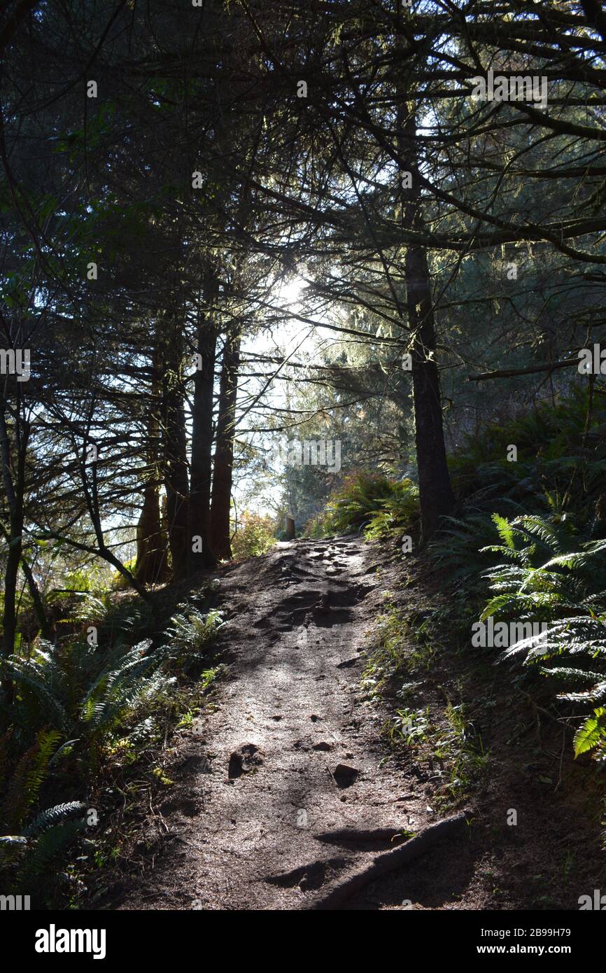 Path on the Cannon Beach Trail / Clatsop Loop trail / Lighthouse trail ...