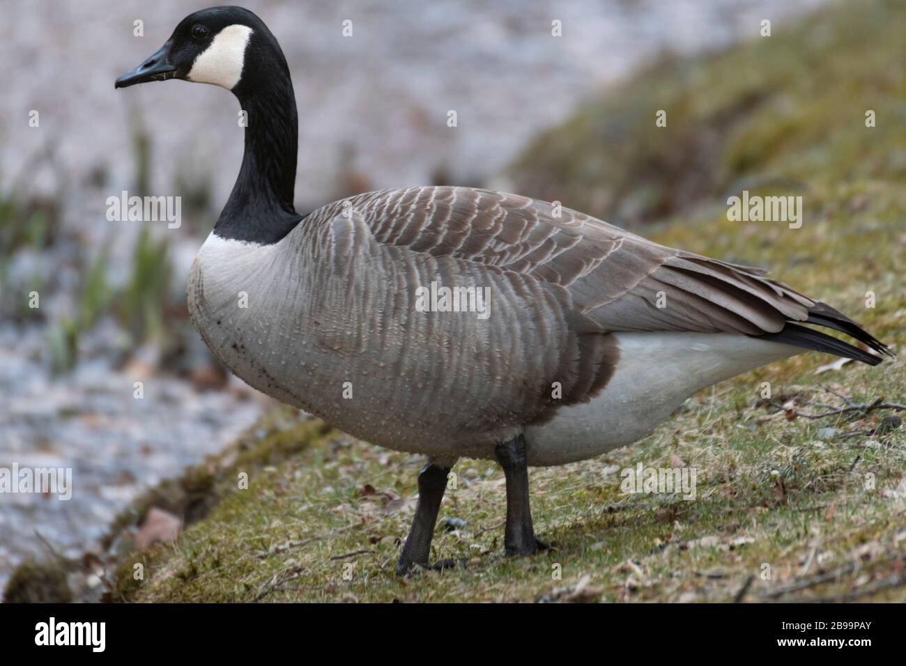 Canada geese love bird hi-res stock photography and images - Alamy
