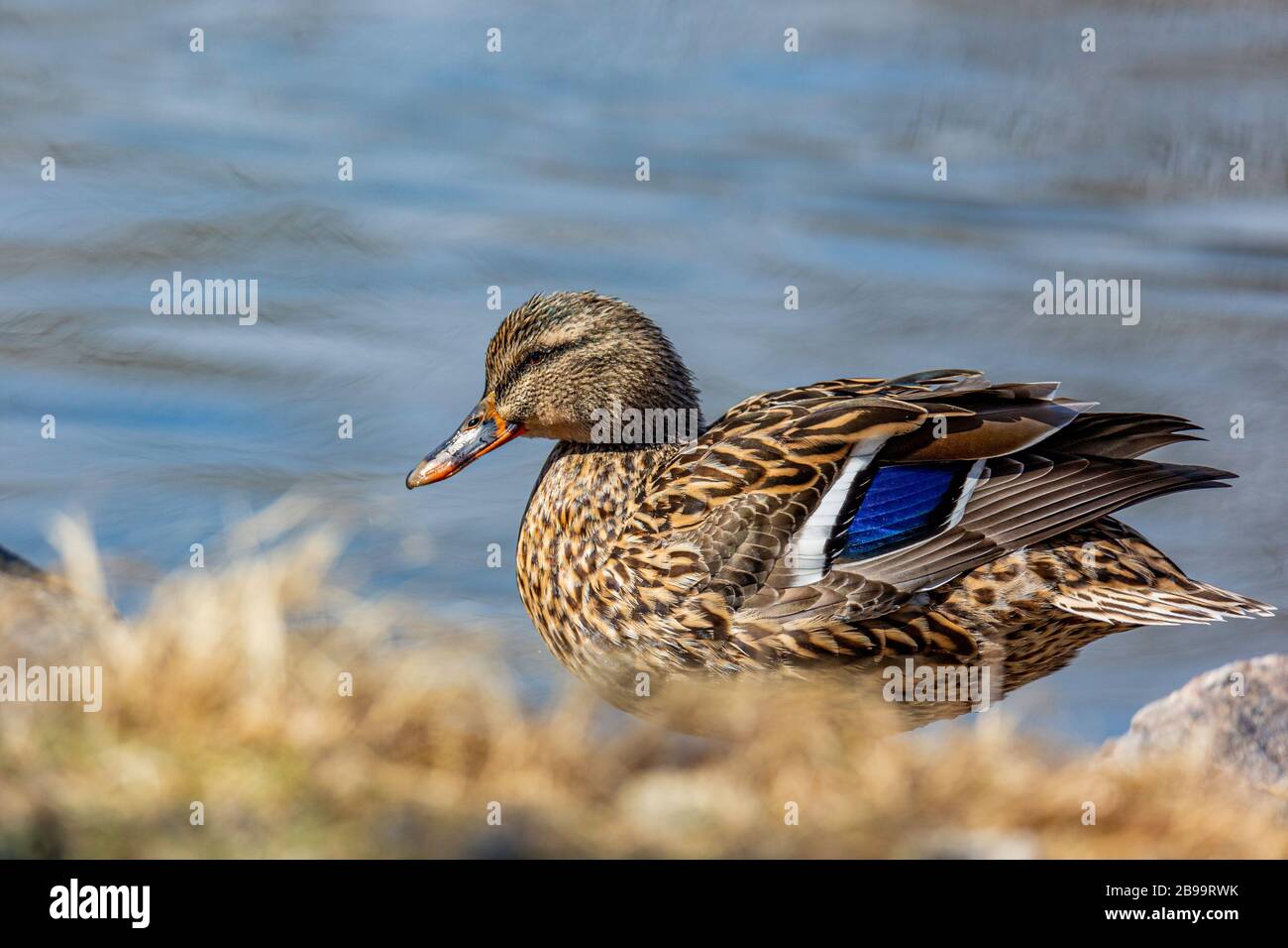 Puddle duck hi-res stock photography and images - Alamy