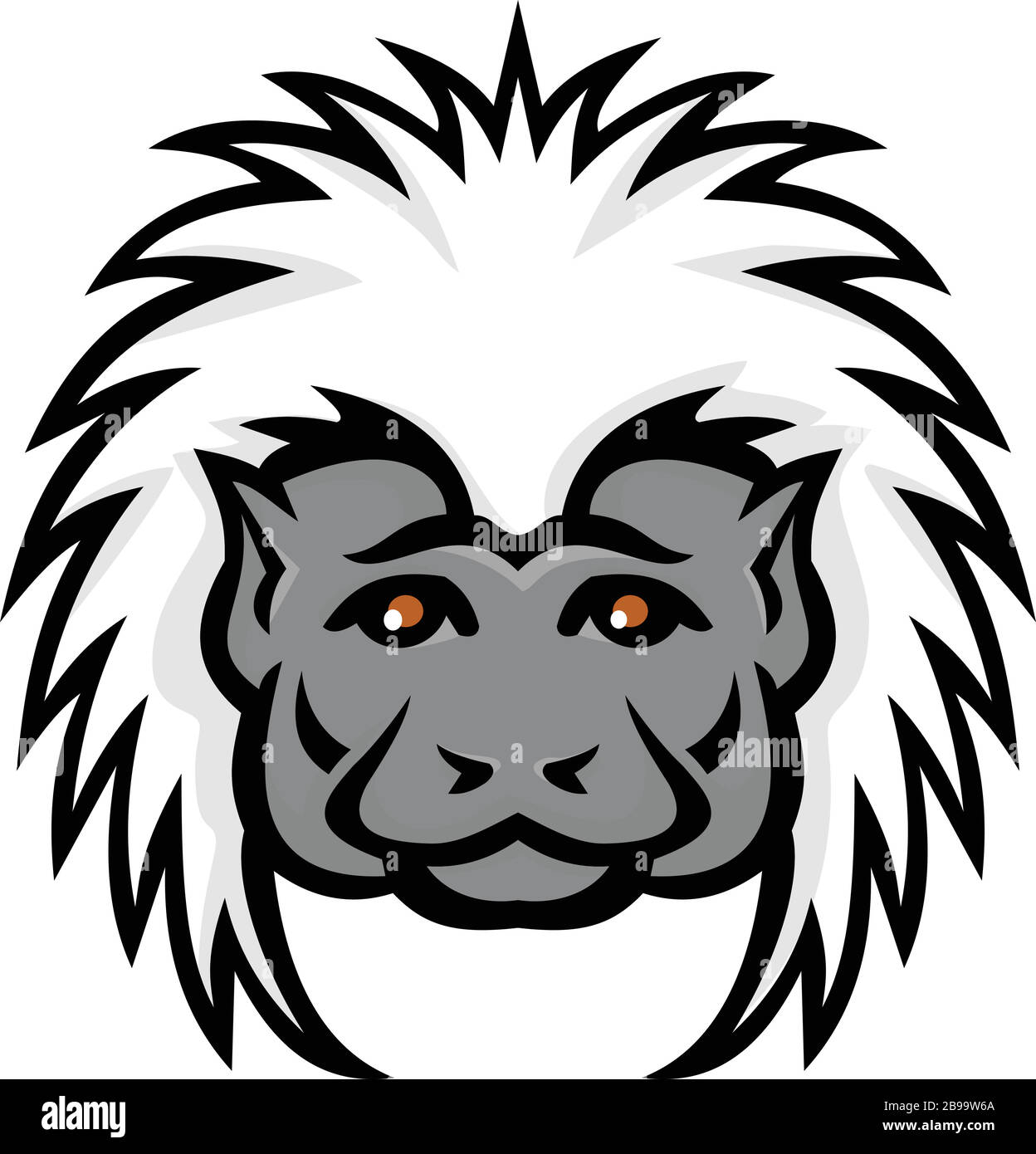 Cotton head tamarin Cut Out Stock Images & Pictures - Alamy