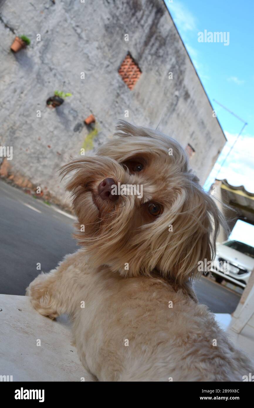 Caramel dog hi-res stock photography and images - Alamy