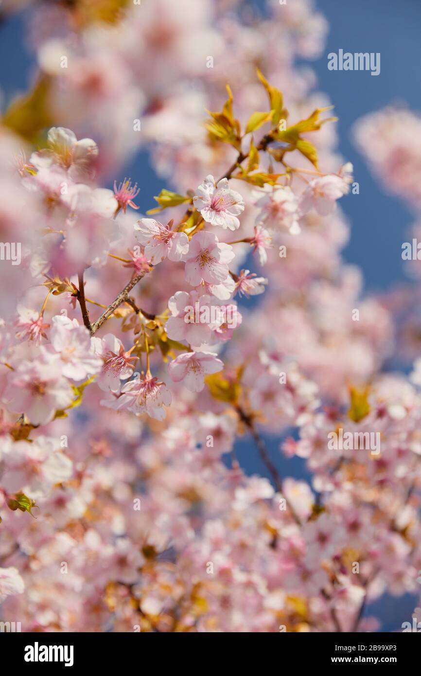 Cherry tree blossoming in spring hi-res stock photography and images ...