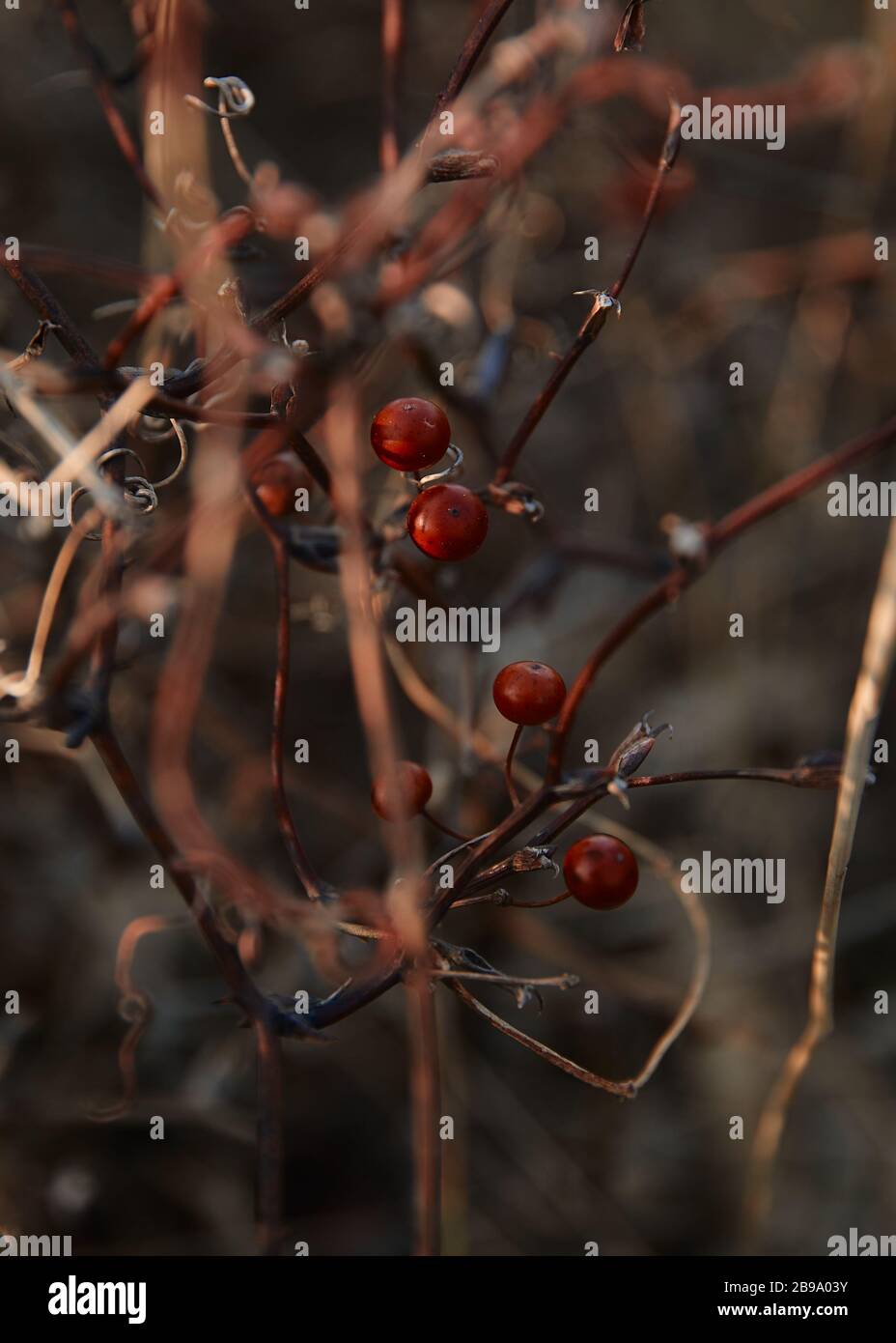 Brier Berries High Resolution Stock Photography and Images - Alamy