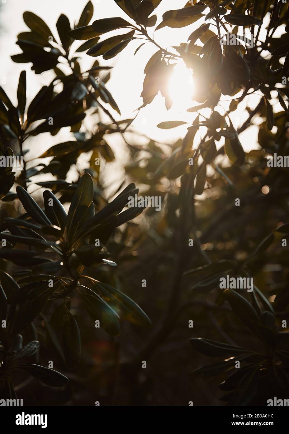 Soft sunlight shining through leaves Stock Photo - Alamy