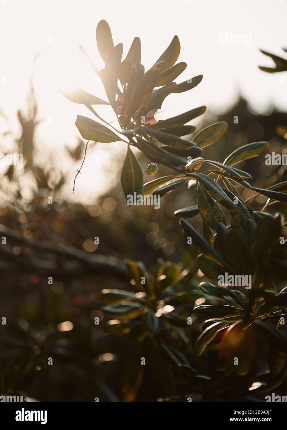 Soft light through tree branches hi-res stock photography and images ...