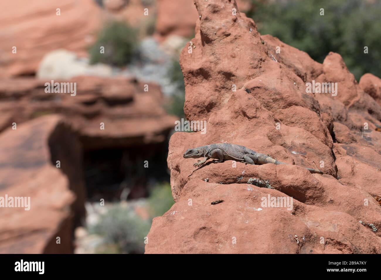 Common chuckwalla on rock Stock Photo - Alamy