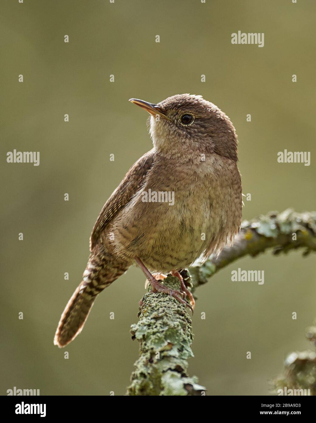 Northern House Wren, Sacramento County California Stock Photo - Alamy