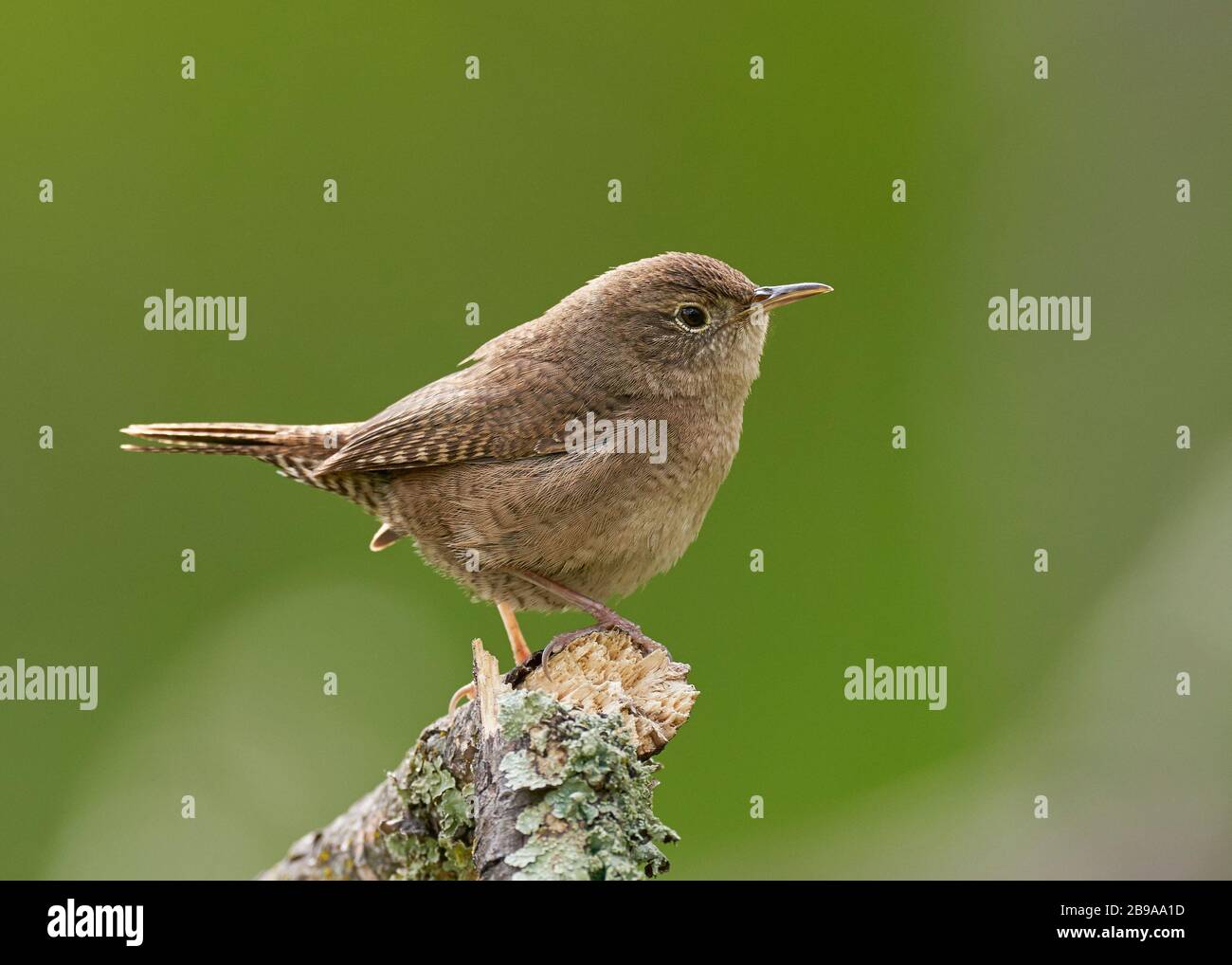 Northern House Wren, Sacramento County California Stock Photo - Alamy