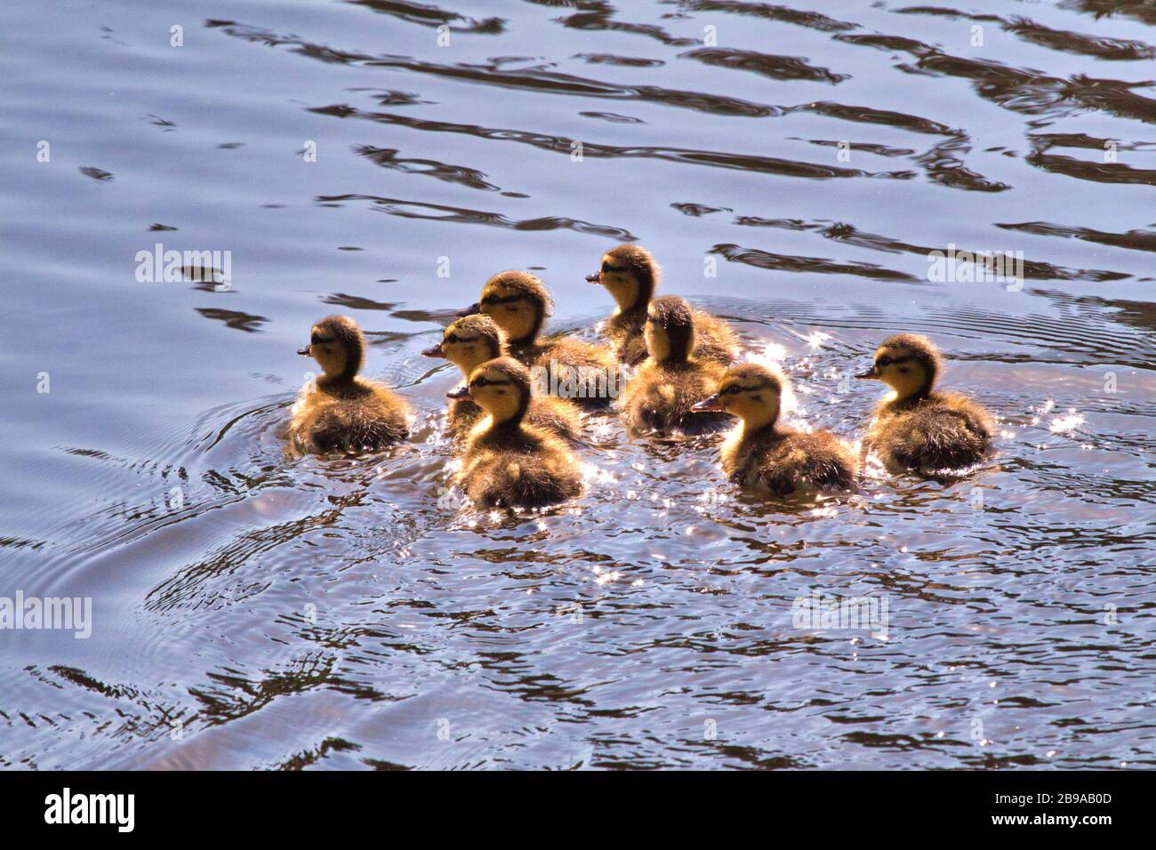 Eight little ducklings swimming together in a small pond in CA Stock ...