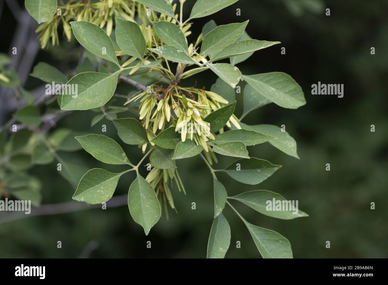 Leaves and fruits of velvet ash tree Stock Photo - Alamy