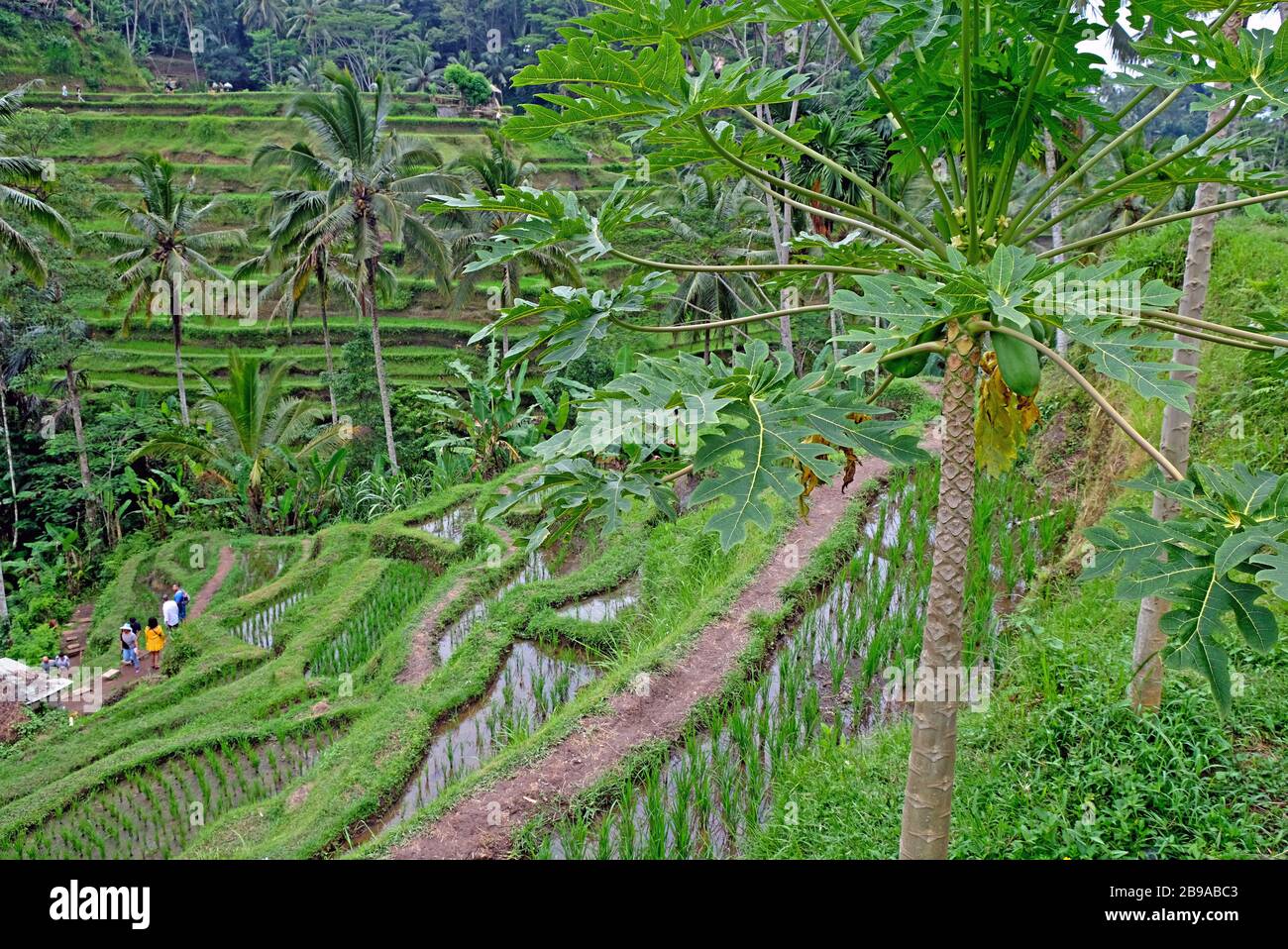 Padi Terrace, Bali, Indonesia - Local plantation of the layered rice ...