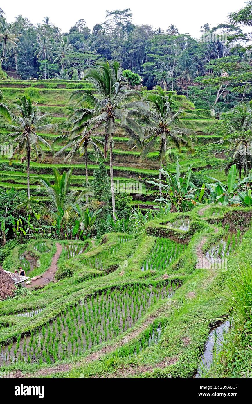 Padi Terrace, Bali, Indonesia - Local plantation of the layered rice ...