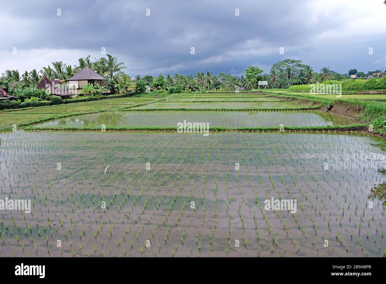 A panoramic view on freshly planted rice field in Bali, Indonesia Stock ...