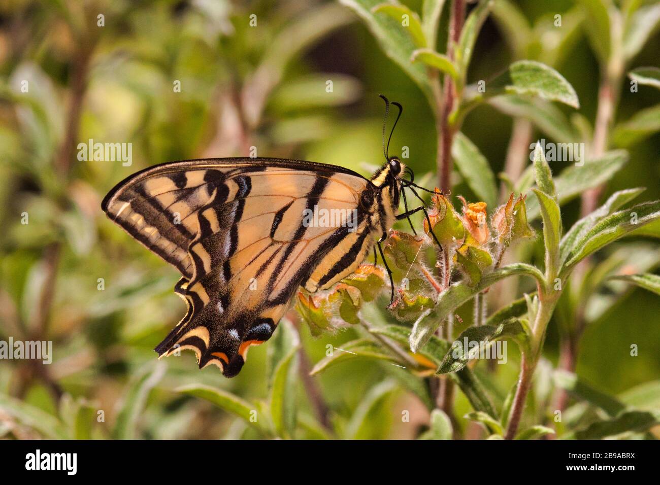 Tiger Swallowtail Detail High Resolution Stock Photography and Images ...