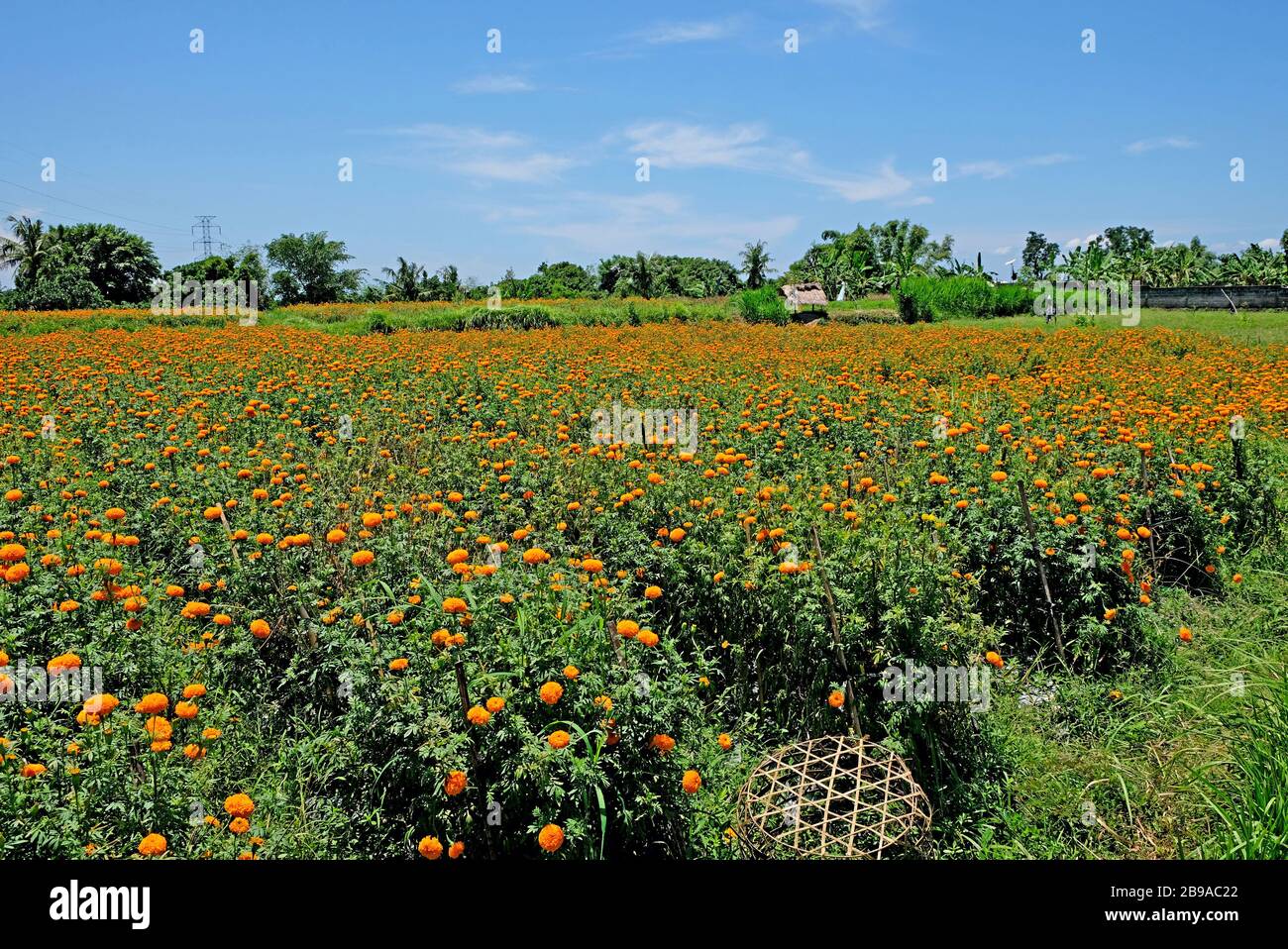 Marigold flower fields. These flowers are used in Bali for religious ...