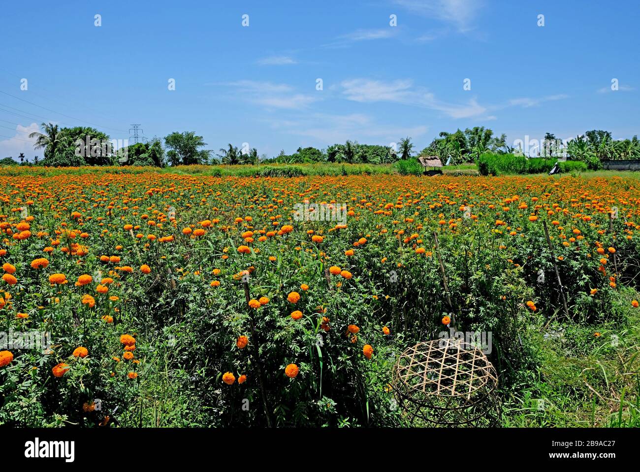 Marigold flower fields. These flowers are used in Bali for religious ...