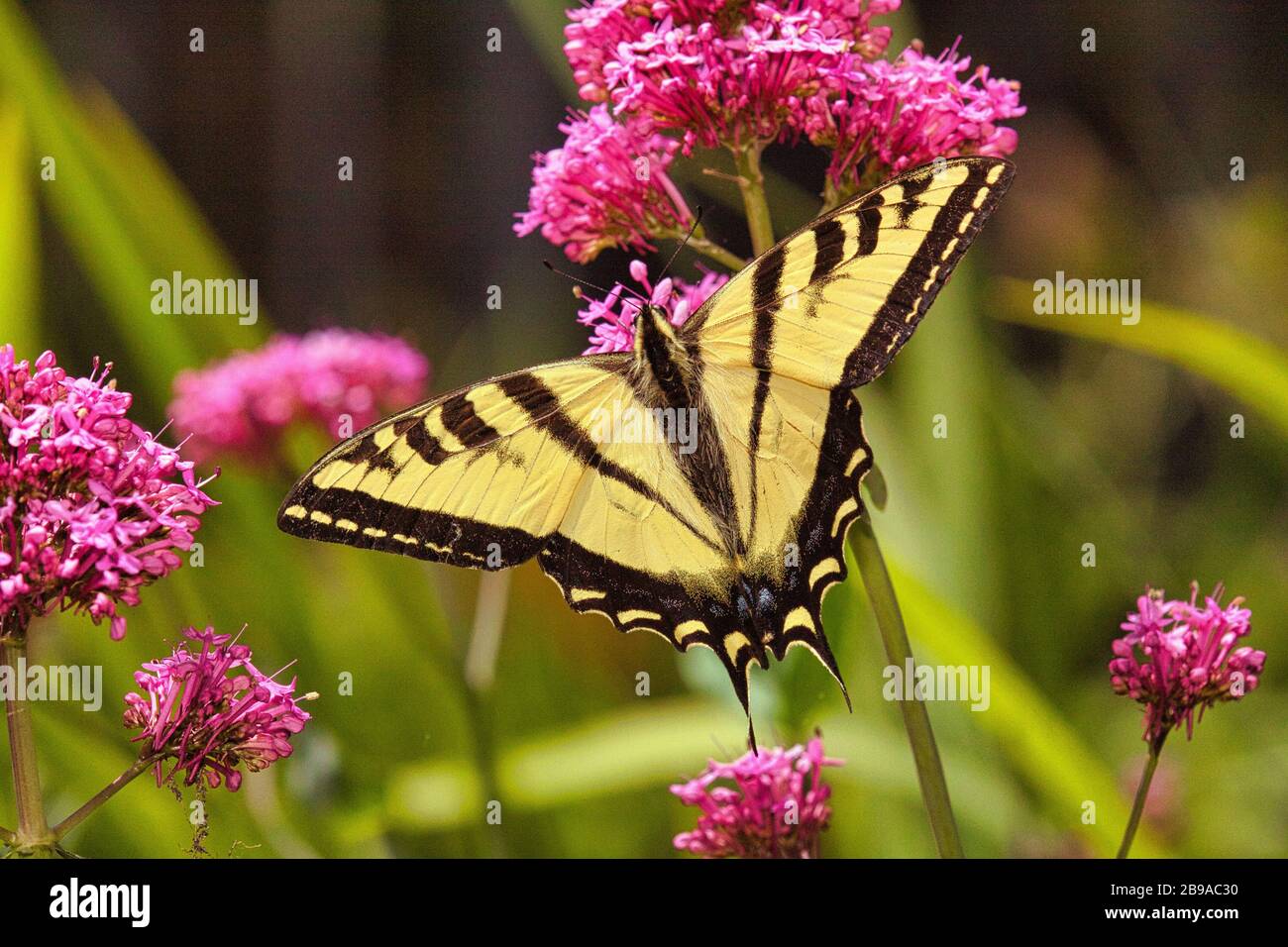 Extreme close-up view of a yellow swallowtail resting on a branch of a ...