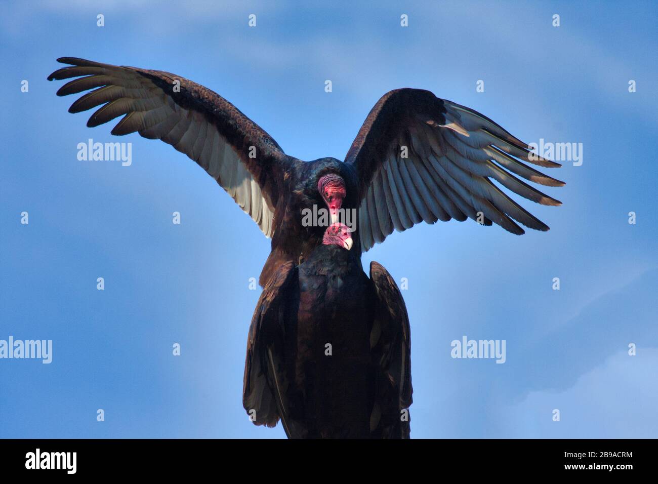 Mating condors hi-res stock photography and images - Alamy