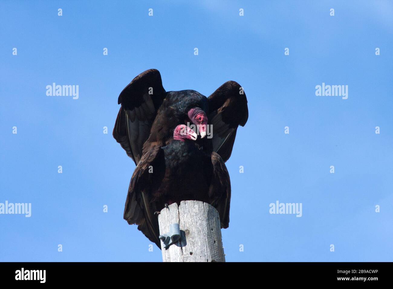 Pair of condors hi-res stock photography and images - Alamy