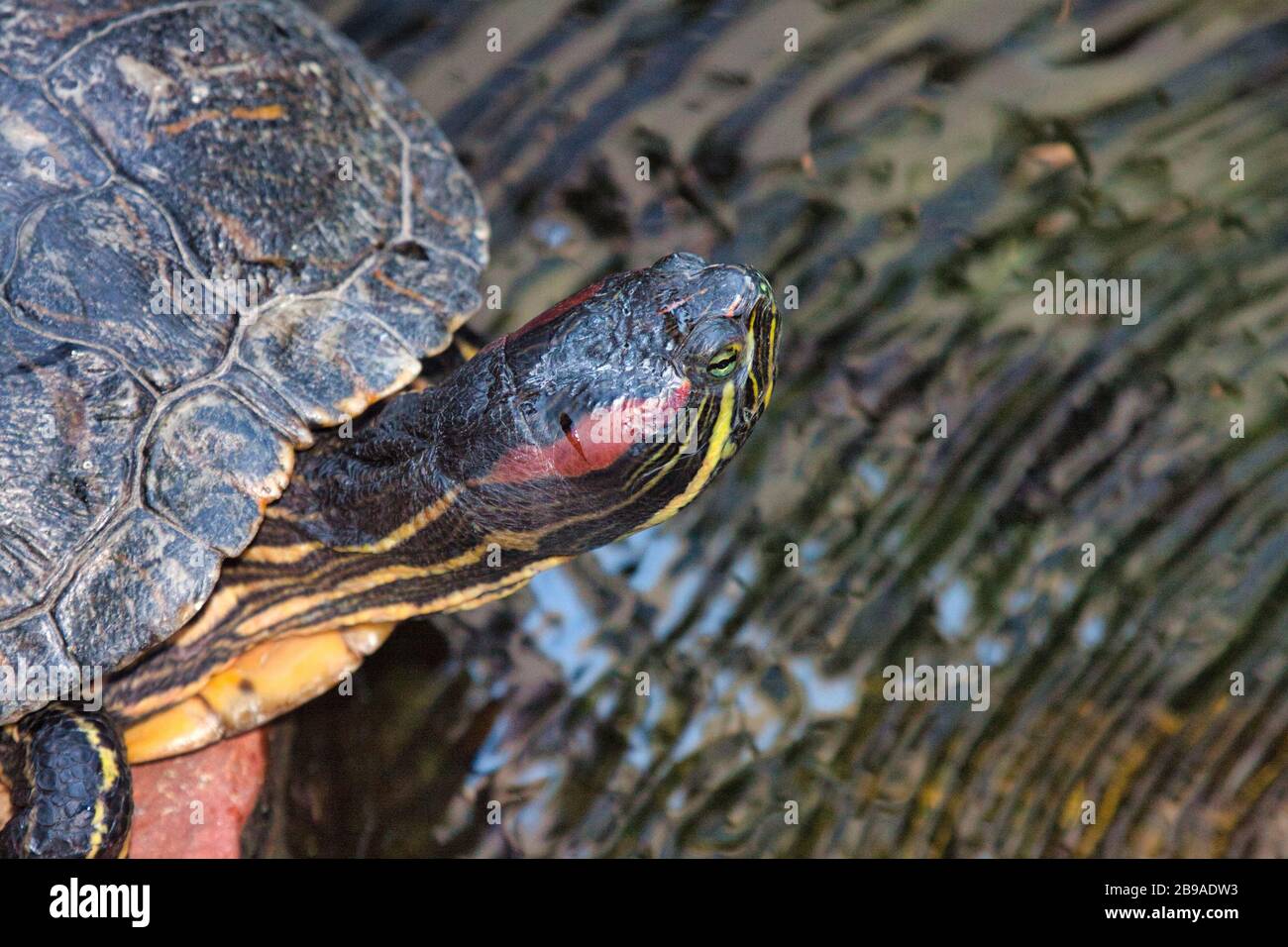 Basking turtle hi-res stock photography and images - Alamy