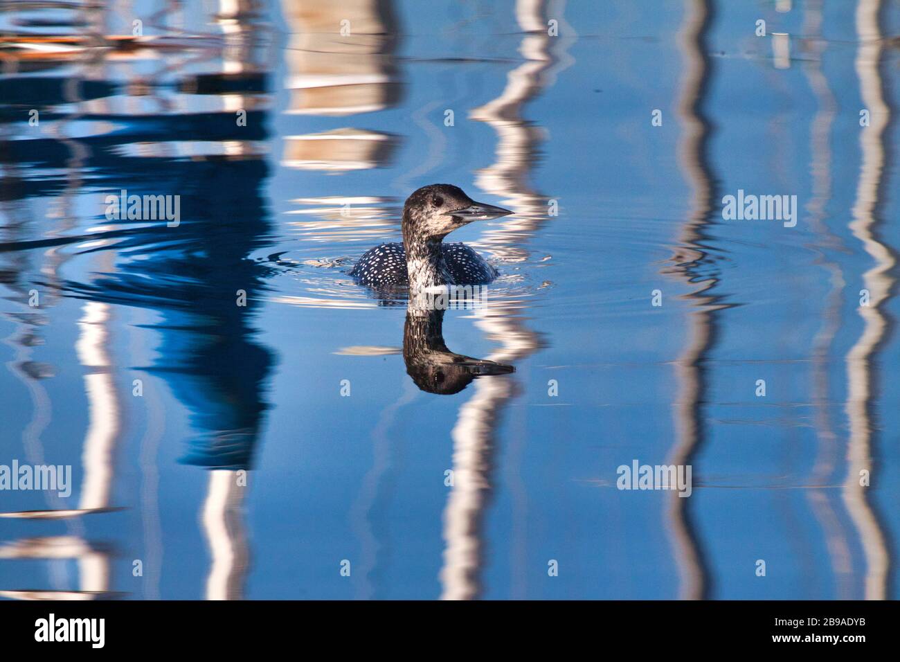 Sea duck swimming through a highly reflective ocean at a boat harbor ...