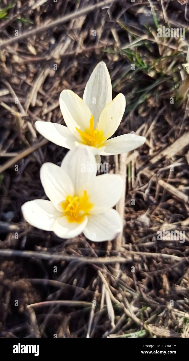 Wild mountain crocus. Spring primrose. Early flower. Beautiful natural ...