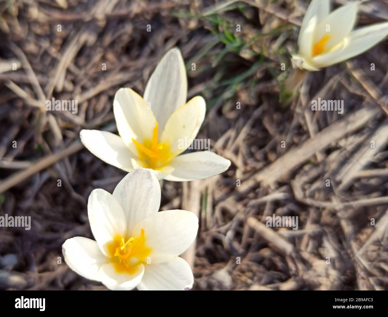 Wild mountain crocus. Spring primrose. Early flower. Beautiful natural ...