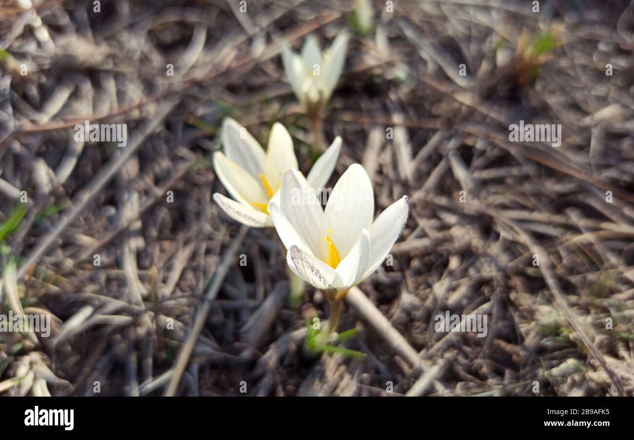 Wild mountain crocus. Spring primrose. Early flower. Beautiful natural ...