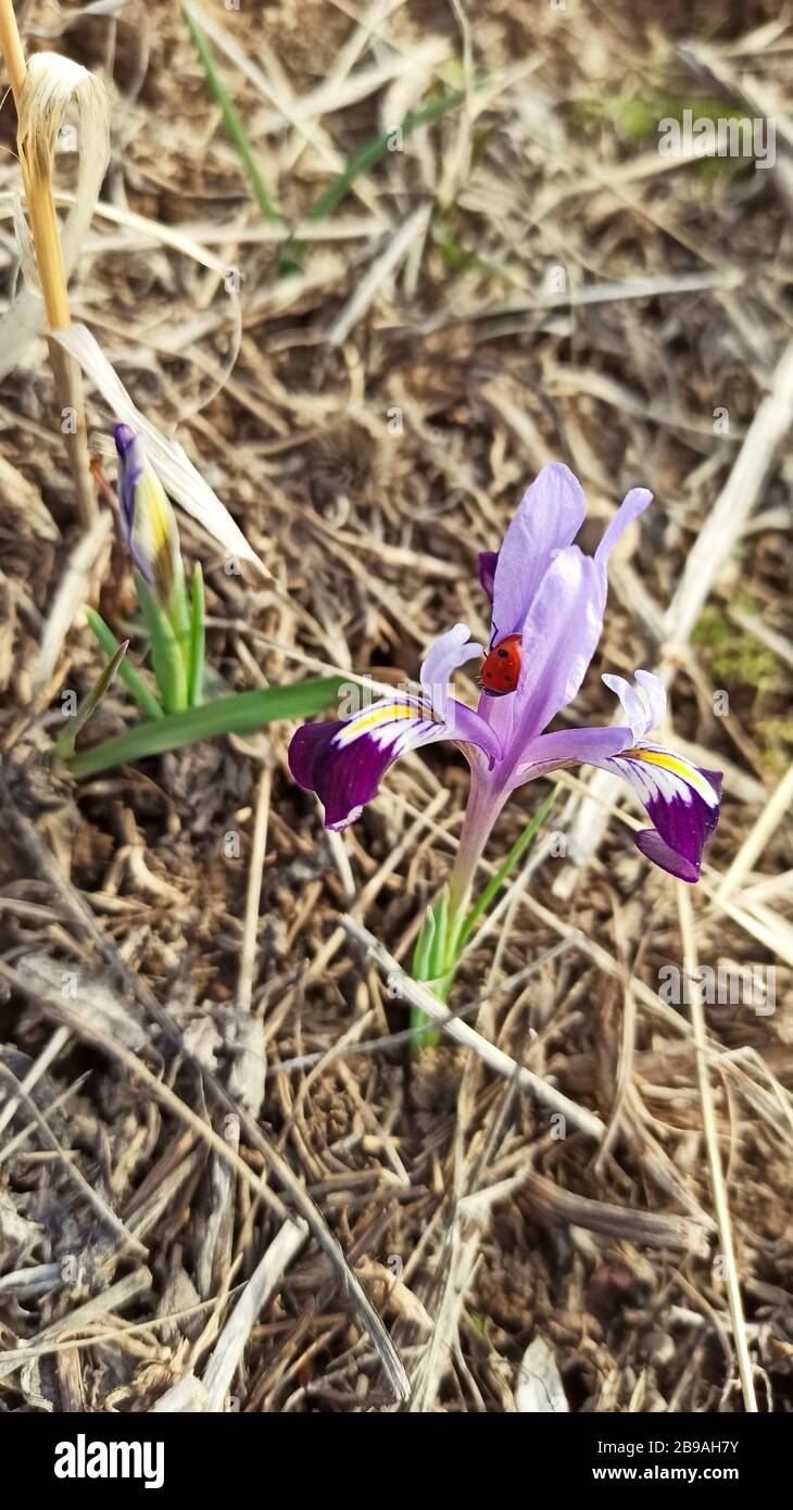First spring flowers iris blue flower march flowers spring hi-res stock ...