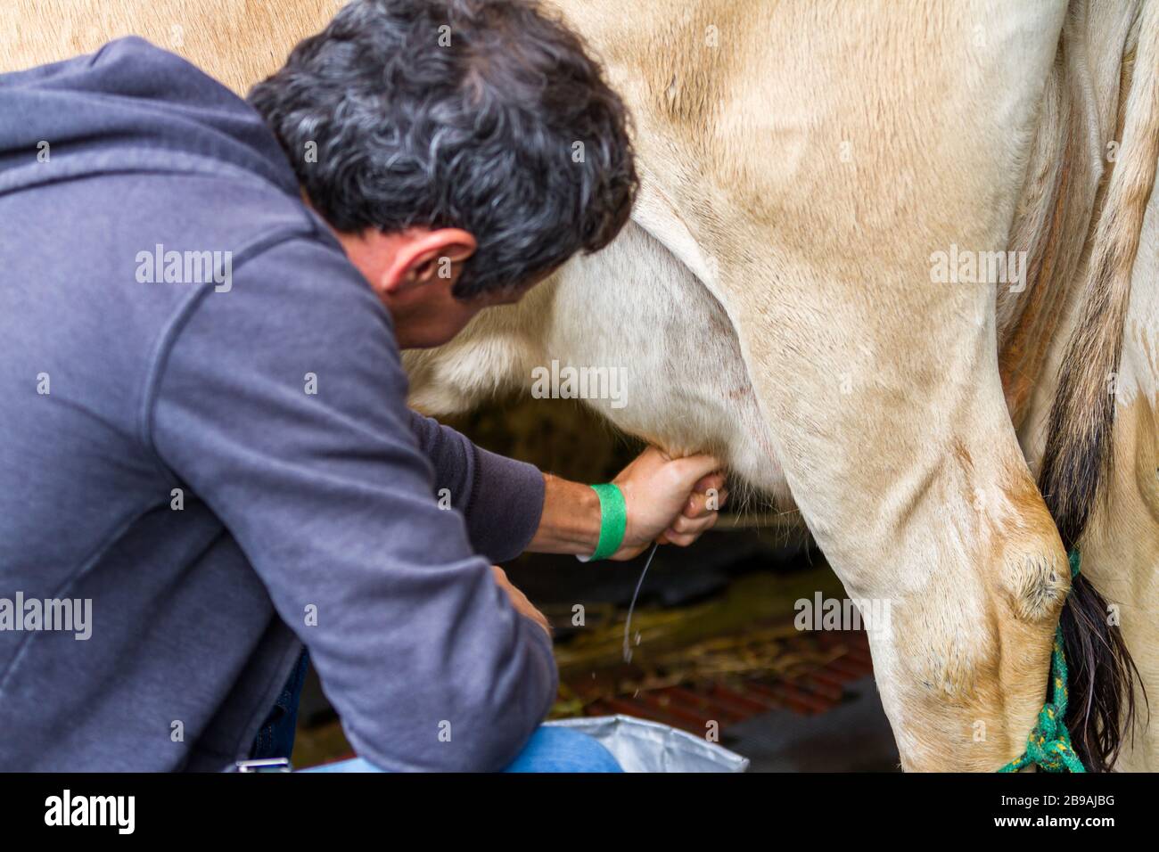 Milking practice hi-res stock photography and images - Alamy