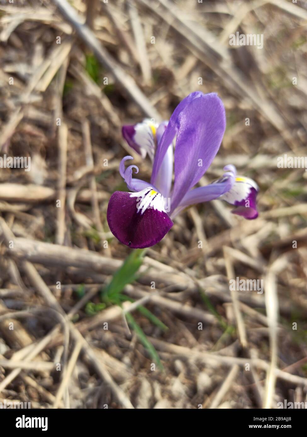 First spring flowers iris blue flower march flowers spring hi-res stock ...