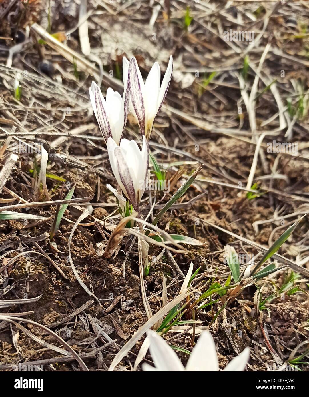 Wild mountain crocus. Spring primrose. Early flower. Beautiful natural ...