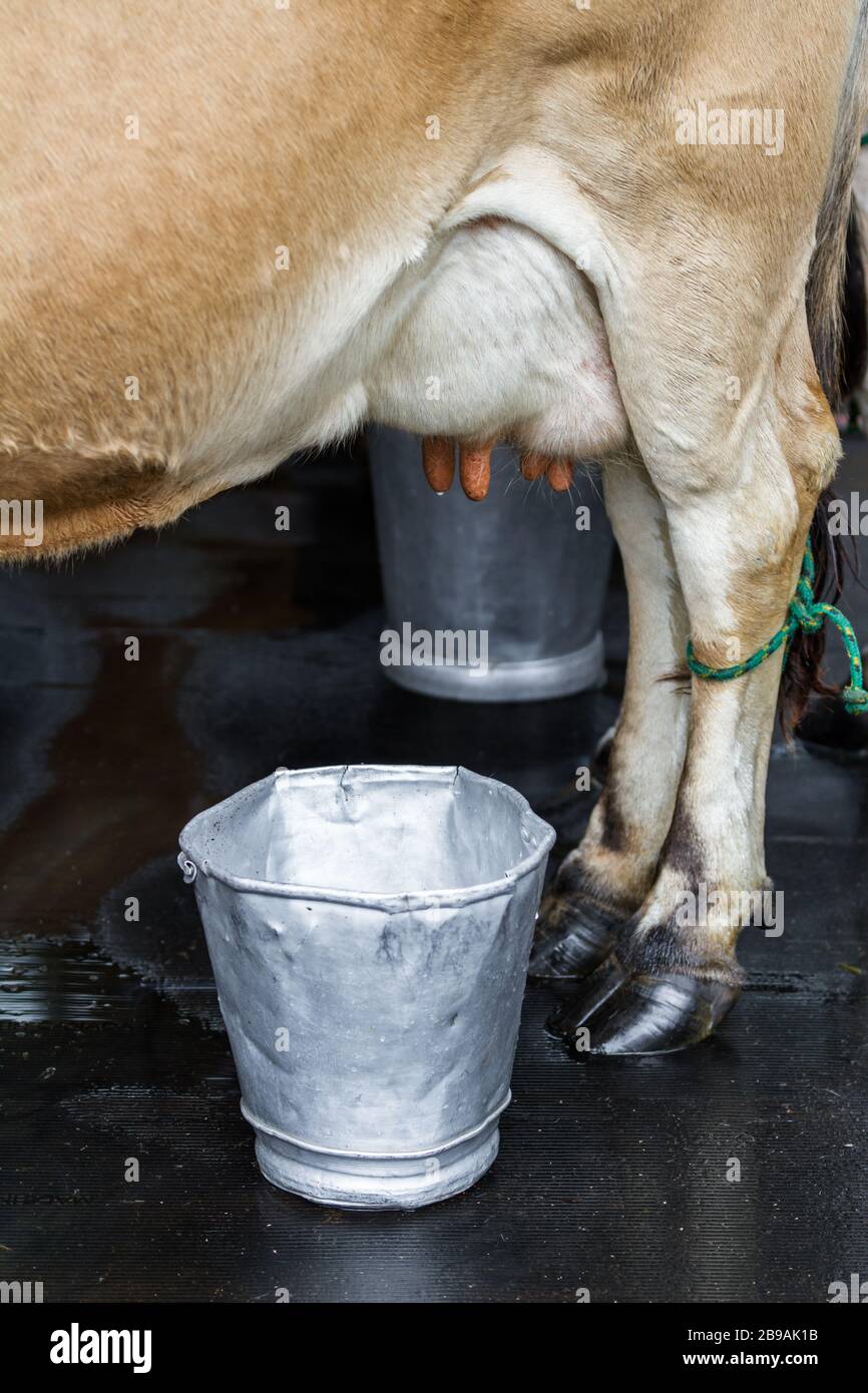 Milking Stool High Resolution Stock Photography and Images - Alamy