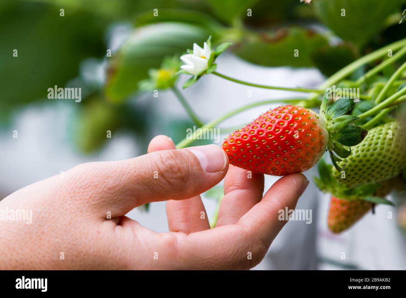 hydroponic strawberries growing indoors in a small green house in the ...
